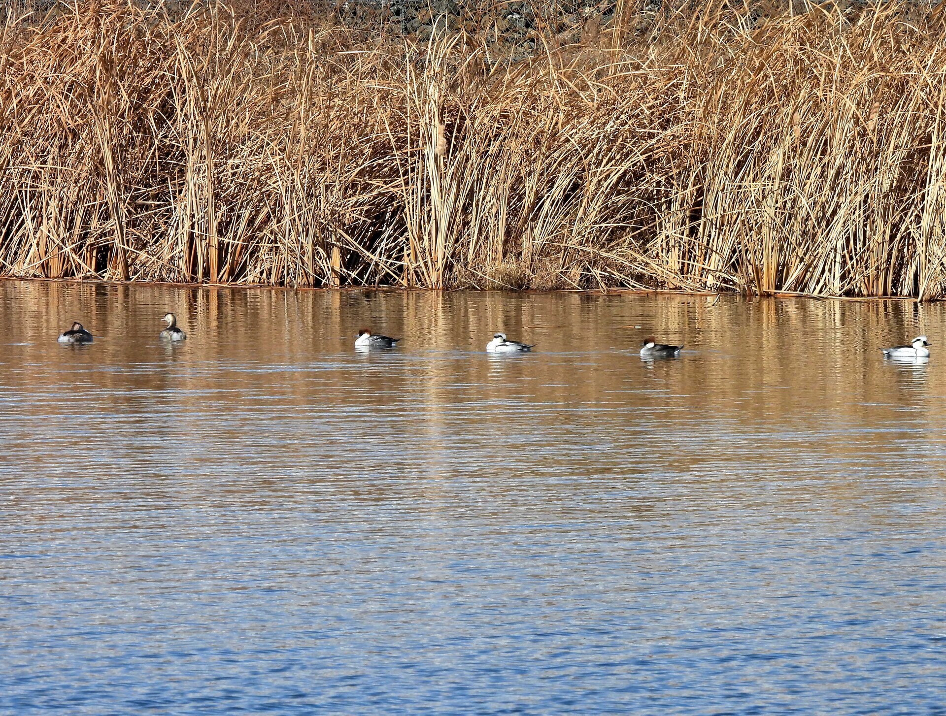 鶴見川 ミコアイサ♂♀: 哲ちゃんの、お散歩PHOTO2