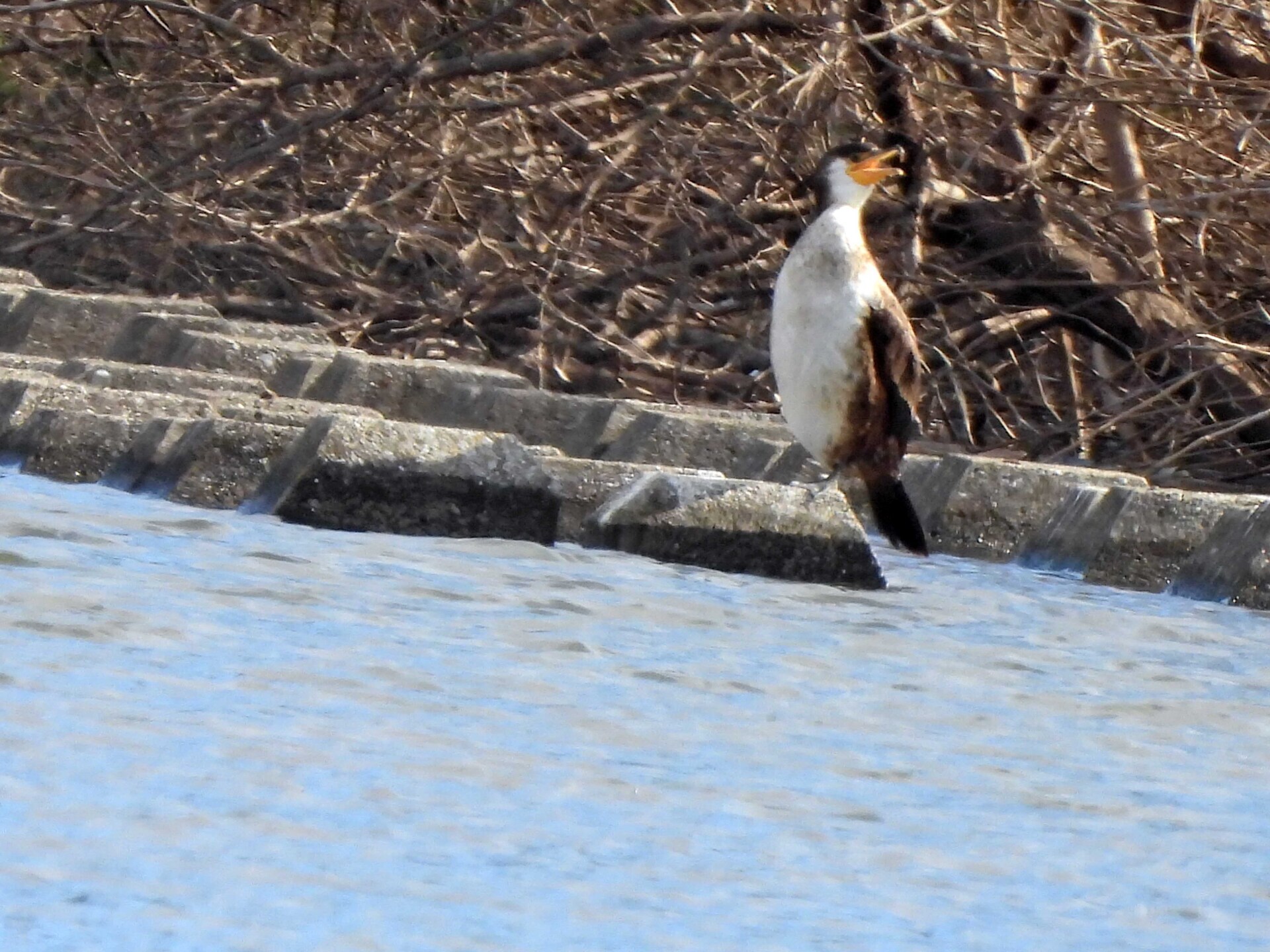 鶴見川 ウミウ、ミコアイサ: 哲ちゃんの、お散歩PHOTO2