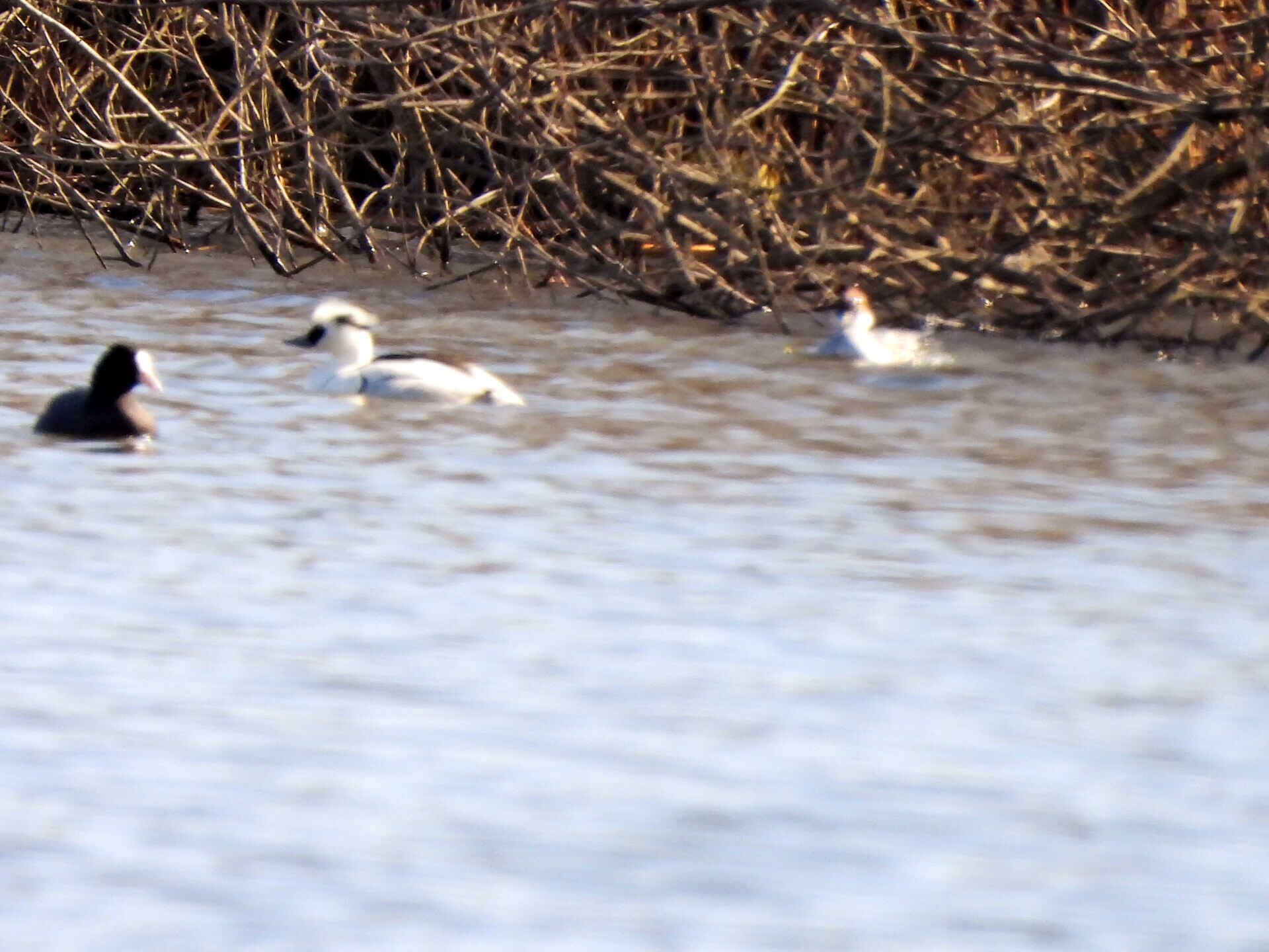 鶴見川 ウミウ、ミコアイサ: 哲ちゃんの、お散歩PHOTO2