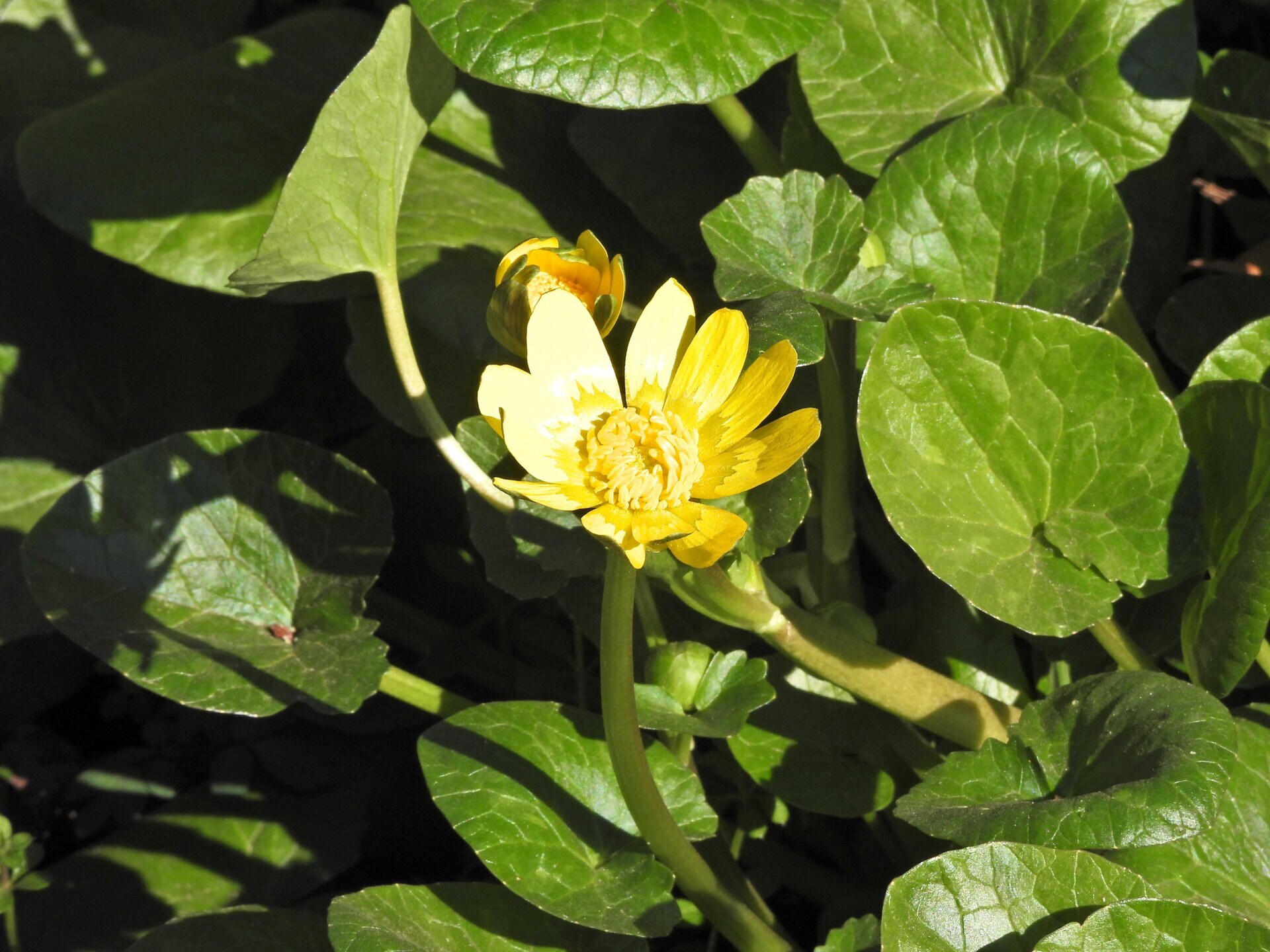 福寿草、蝋梅 他: 哲ちゃんの、お散歩PHOTO2