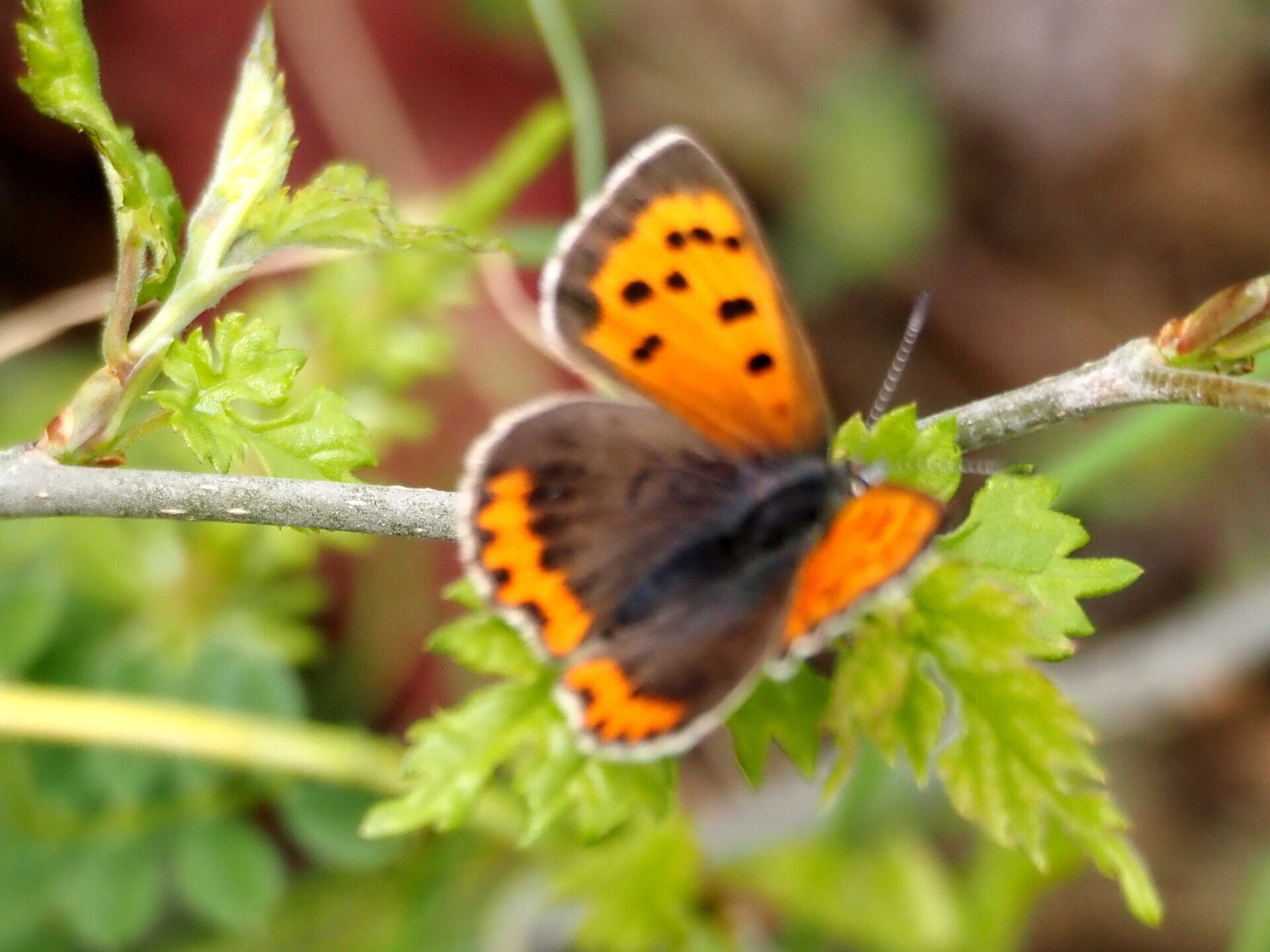 4月の蝶 ルリタテハ、ベニシジミ: 哲ちゃんの、お散歩PHOTO2